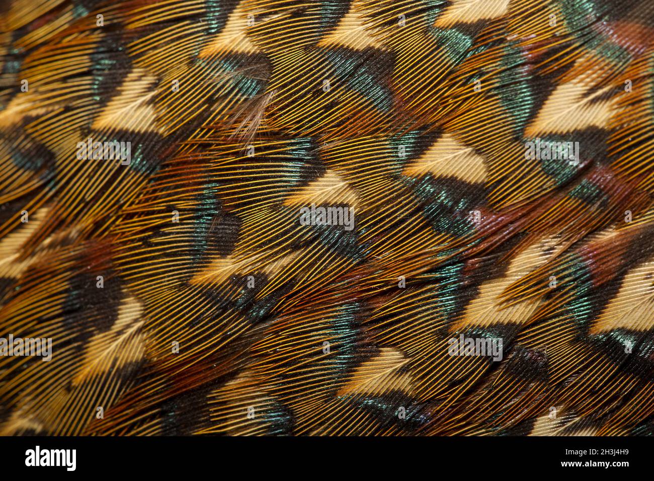 Couleurs de plumes Banque de photographies et d’images à haute ...