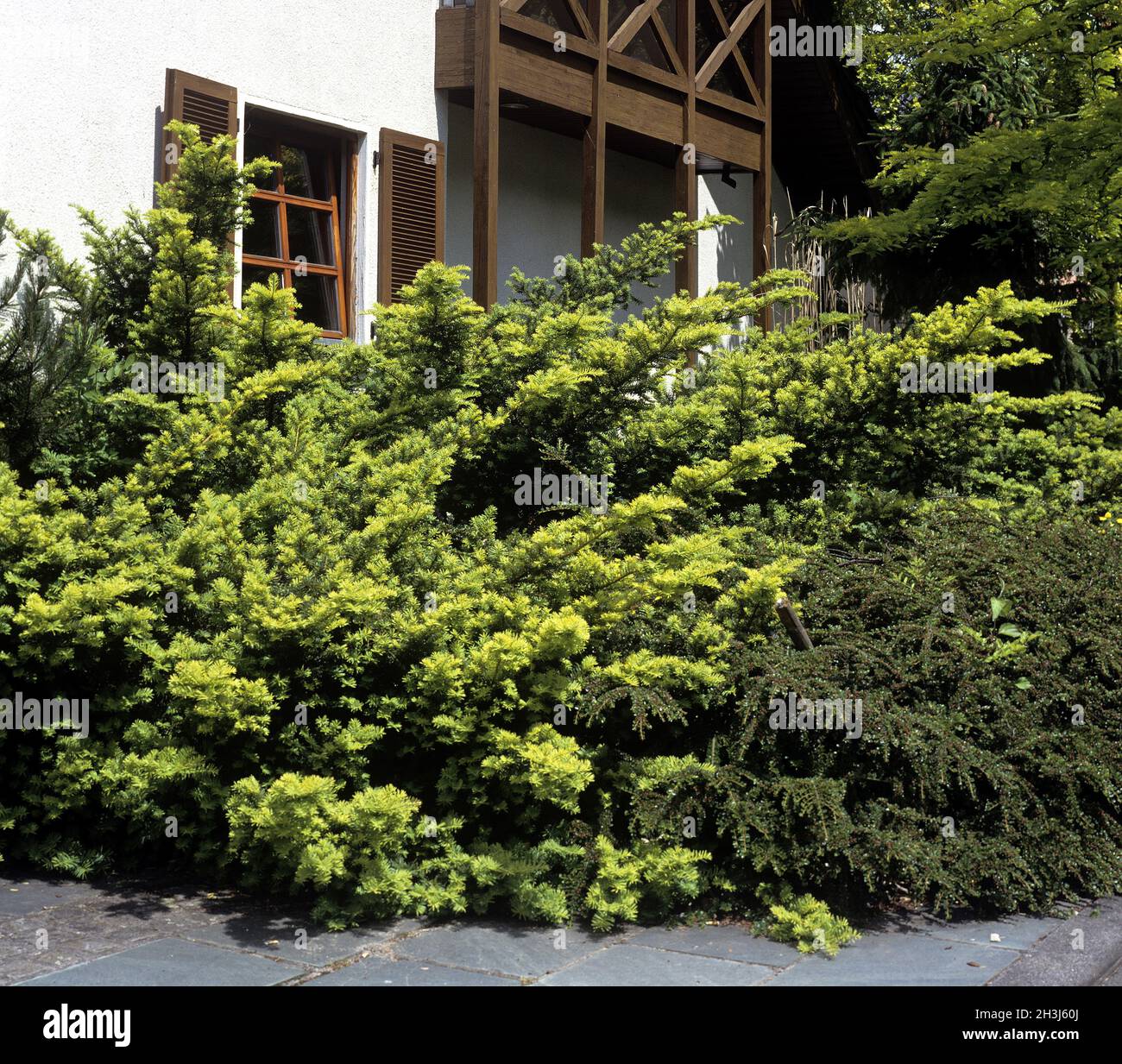 Haies de taxus baccata Banque de photographies et d’images à haute ...