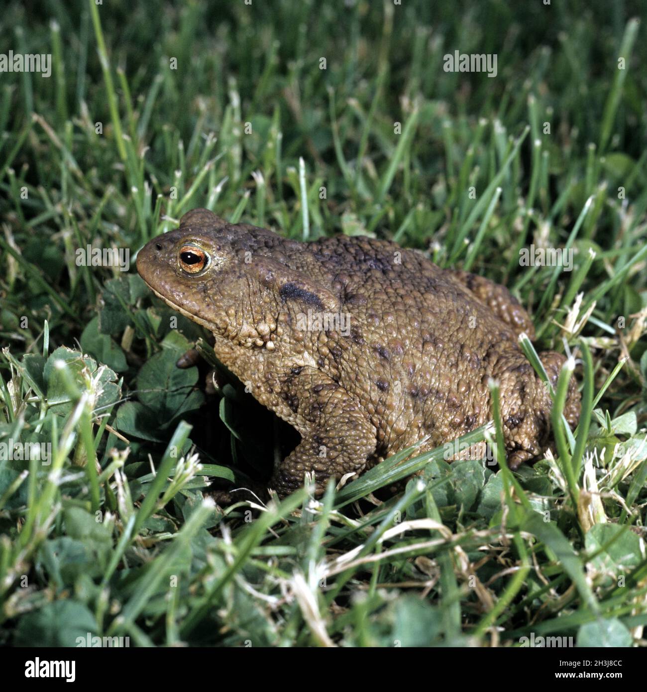Earth toad Banque de photographies et d’images à haute résolution - Alamy