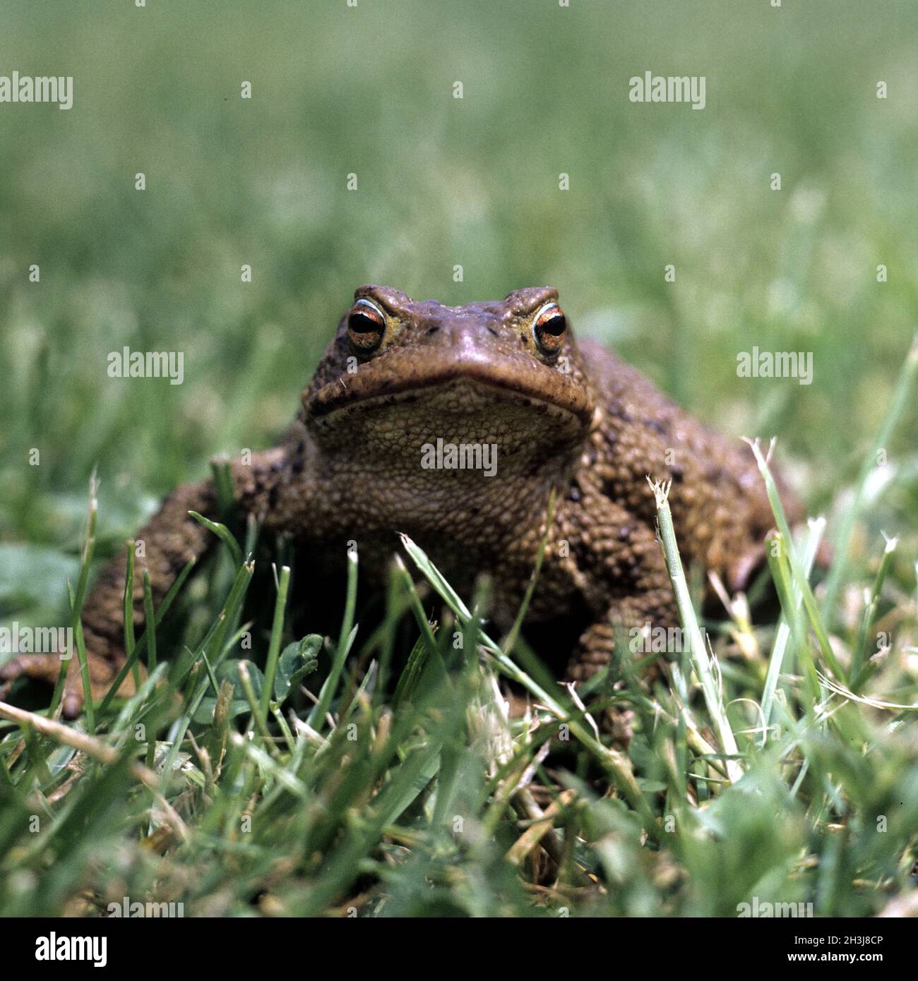 Earth toad Banque de photographies et d’images à haute résolution - Alamy