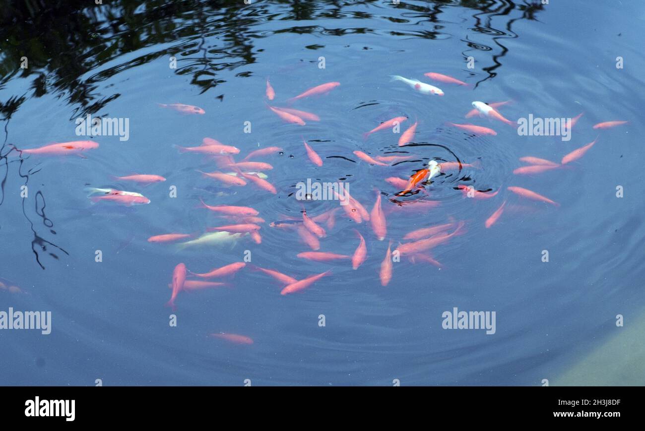 Poisson rouge carassius auratus Banque de photographies et d’images à ...