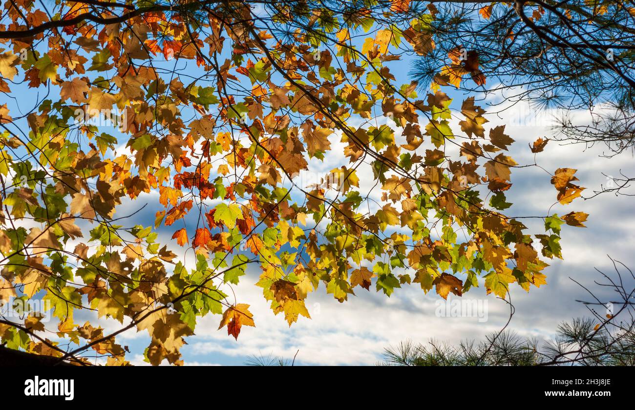 Le feuillage d'un érable rouge (Acer rubrum) aux couleurs vibrantes de ...