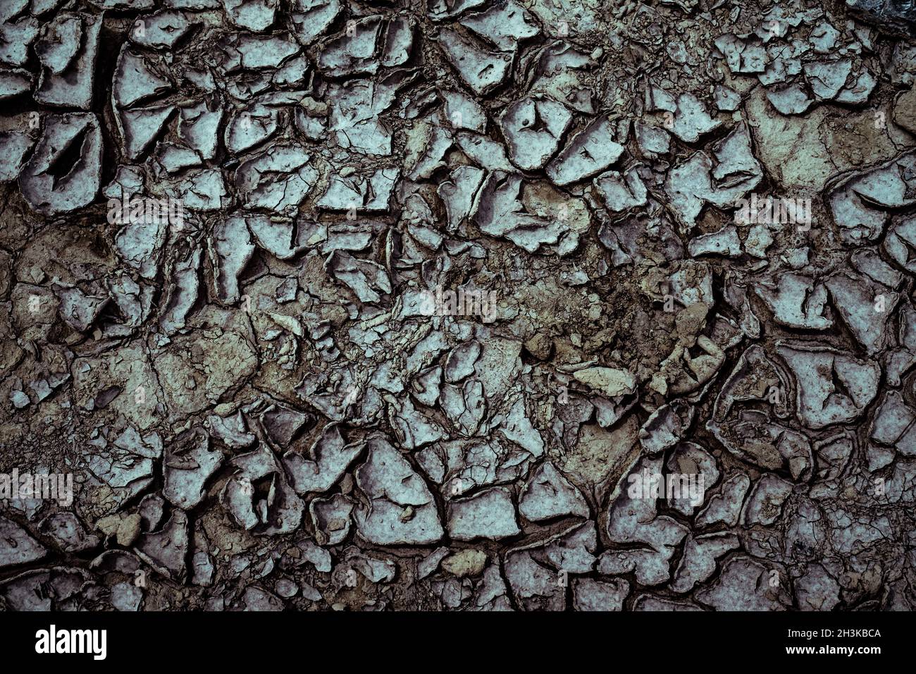 Forest soil seamless texture Banque de photographies et d’images à ...