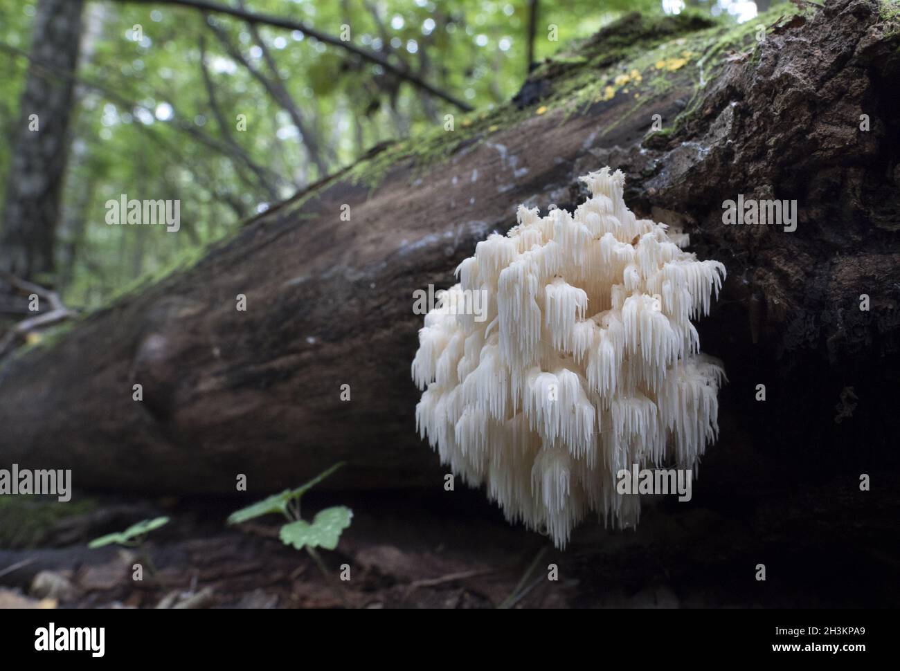Champignons rares Banque de photographies et d’images à haute ...