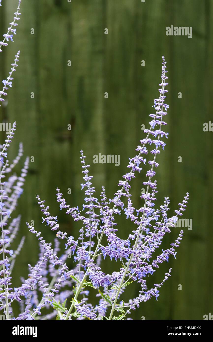 Russian sage perovskia atriplicifolia Banque de photographies et d ...