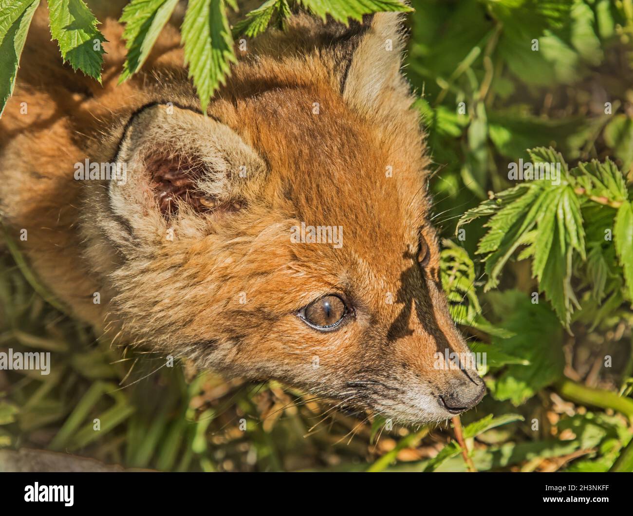 Jeune renard roux vulpes vulpes Banque de photographies et d’images à ...