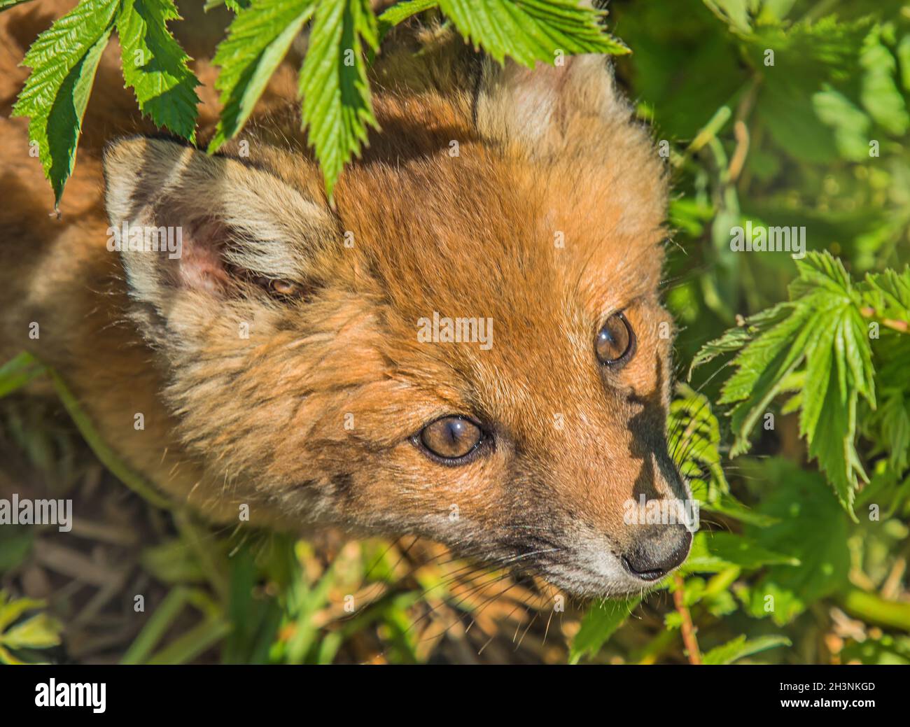 Jeune renard roux vulpes vulpes Banque de photographies et d’images à ...