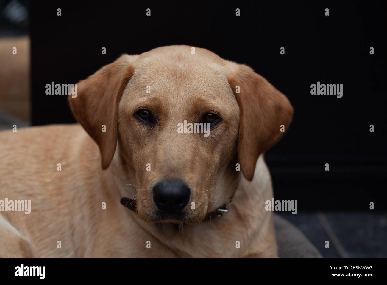 Chien blond labrador retriever Banque de photographies et d’images à ...