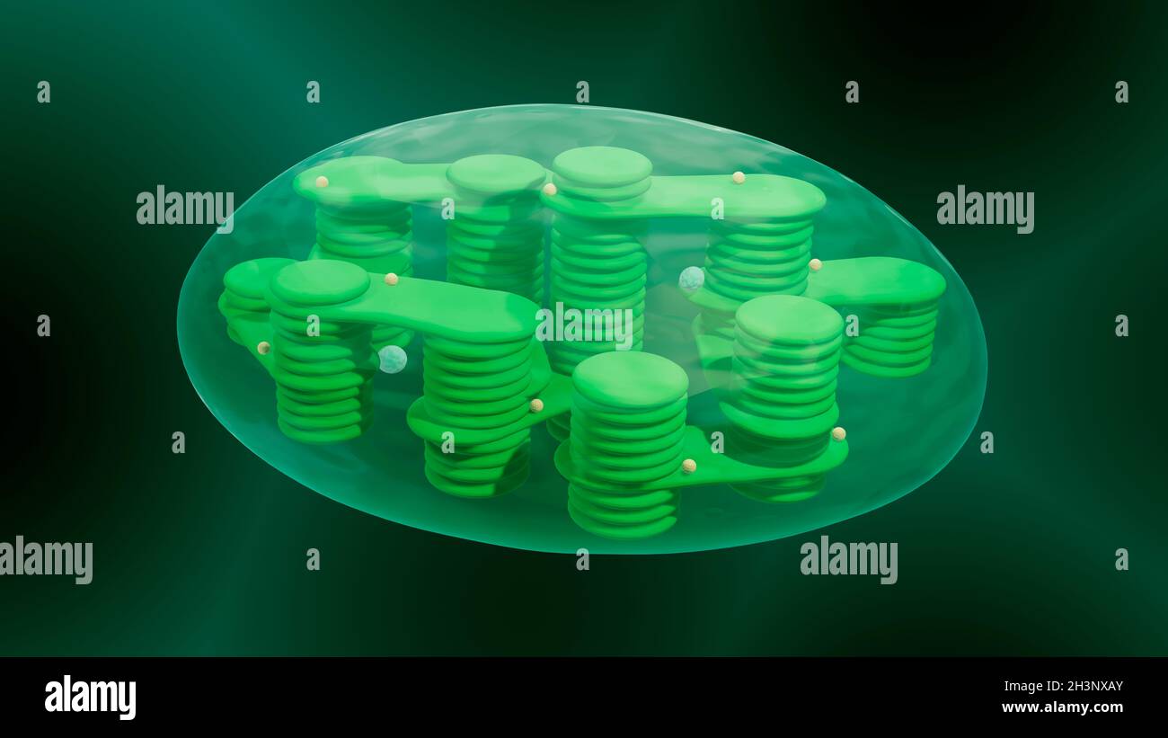 Anatomie du chloroplaste Banque de photographies et d’images à haute ...