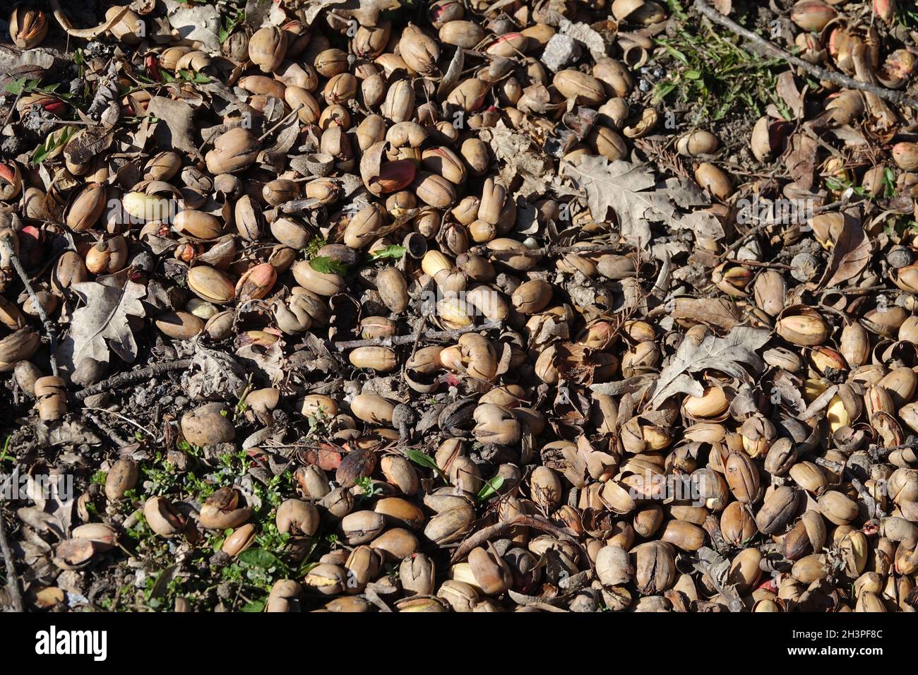 Feuilles et glands de quercus robur Banque de photographies et d’images ...