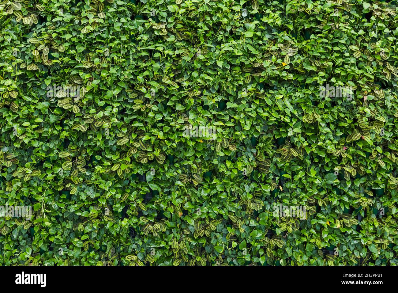 Fond de feuillage vert Banque de photographies et d’images à haute ...