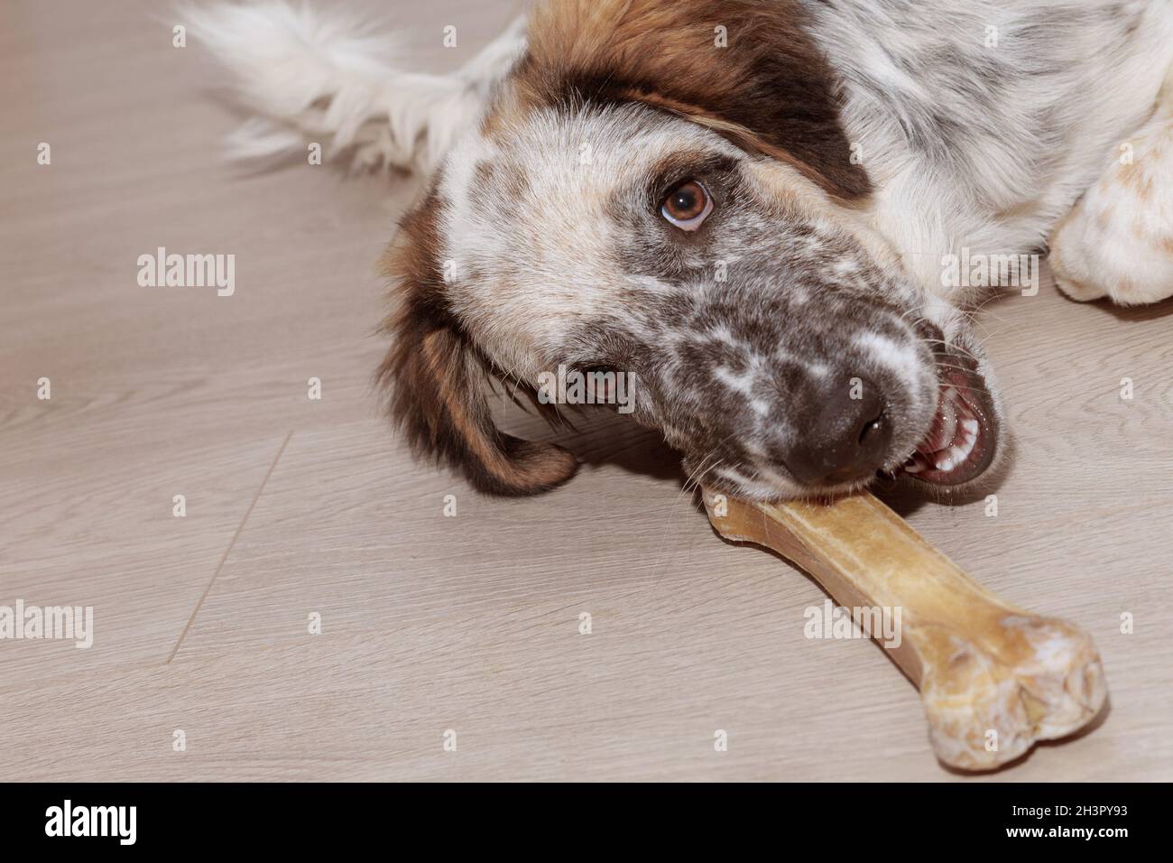 Os sur Banque de photographies et d’images à haute résolution - Alamy