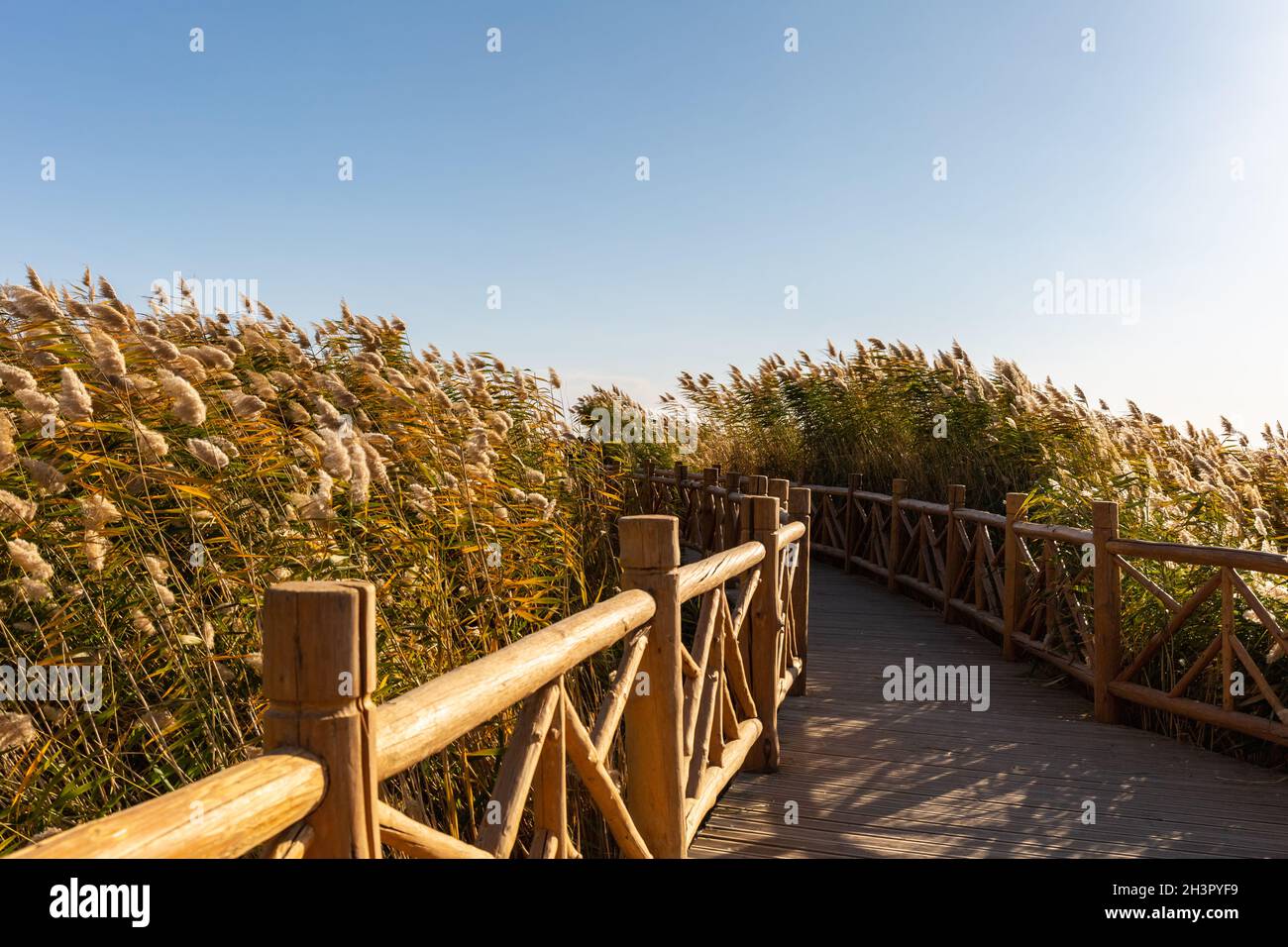 Le tourisme des roseaux Banque de photographies et d’images à haute ...