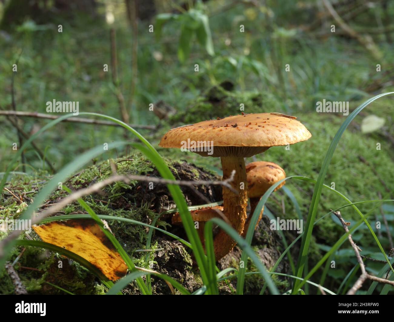 Champignon jaune Banque de photographies et d’images à haute résolution ...