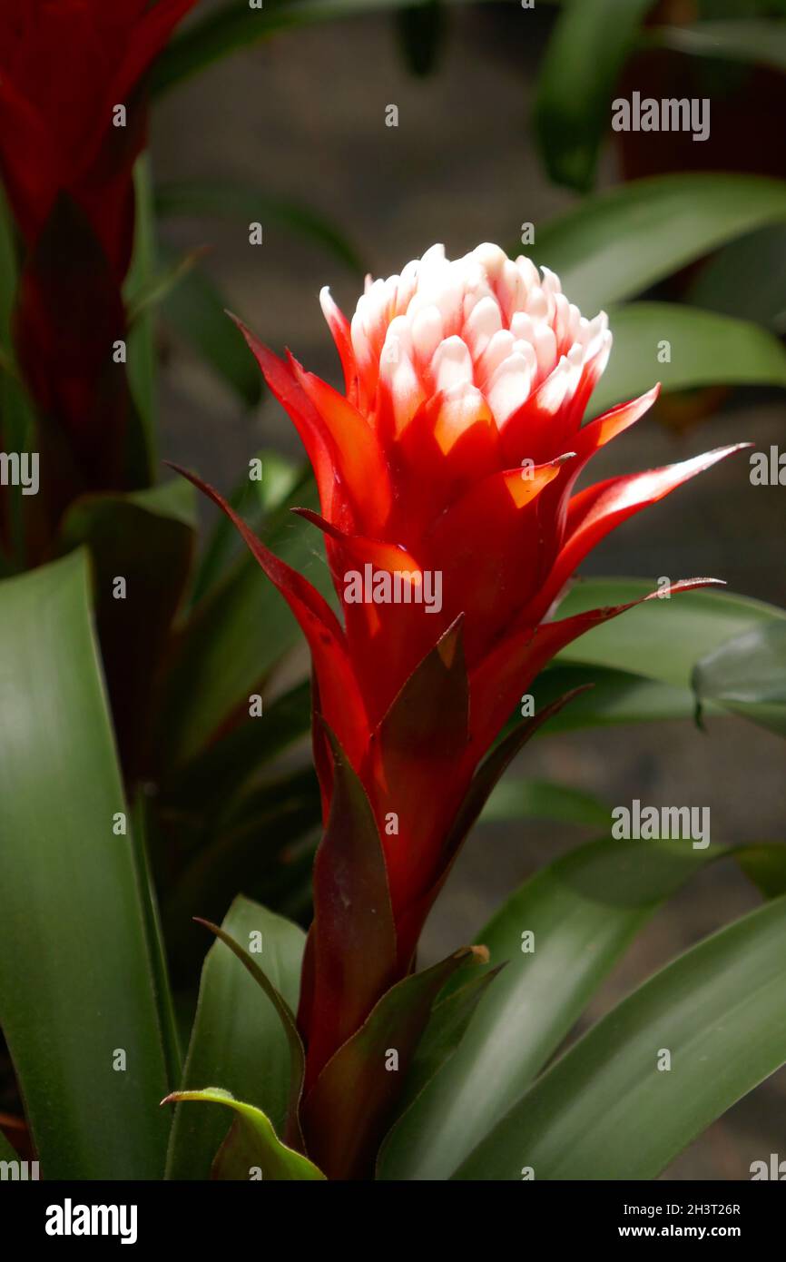 Vriesea psittacina Banque de photographies et d’images à haute résolution - Alamy