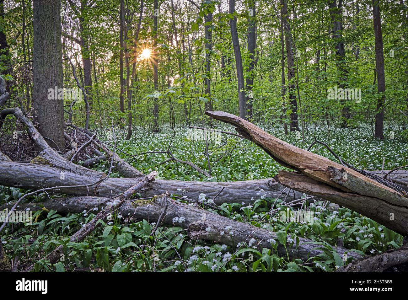 Floraison ail sauvage allium ursinum Banque de photographies et d ...