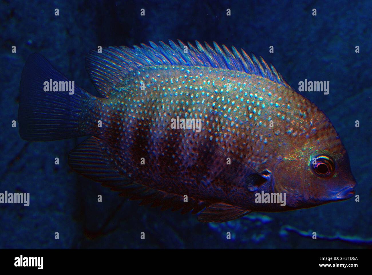 Etroplus suratensis Banque de photographies et d’images à haute ...