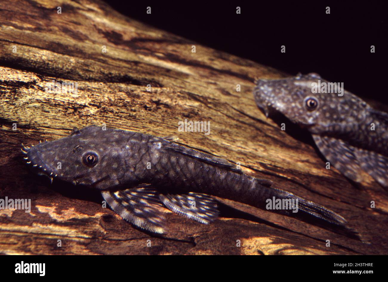 Grande nageoire Banque de photographies et d’images à haute résolution ...