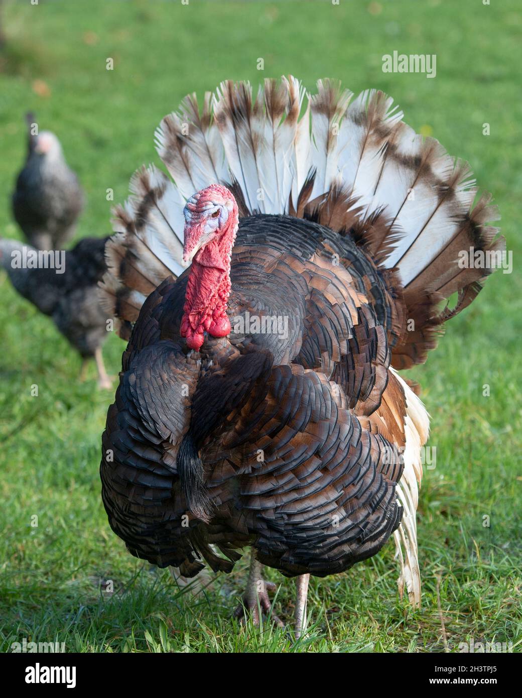 Dindes bio Banque de photographies et d’images à haute résolution - Alamy
