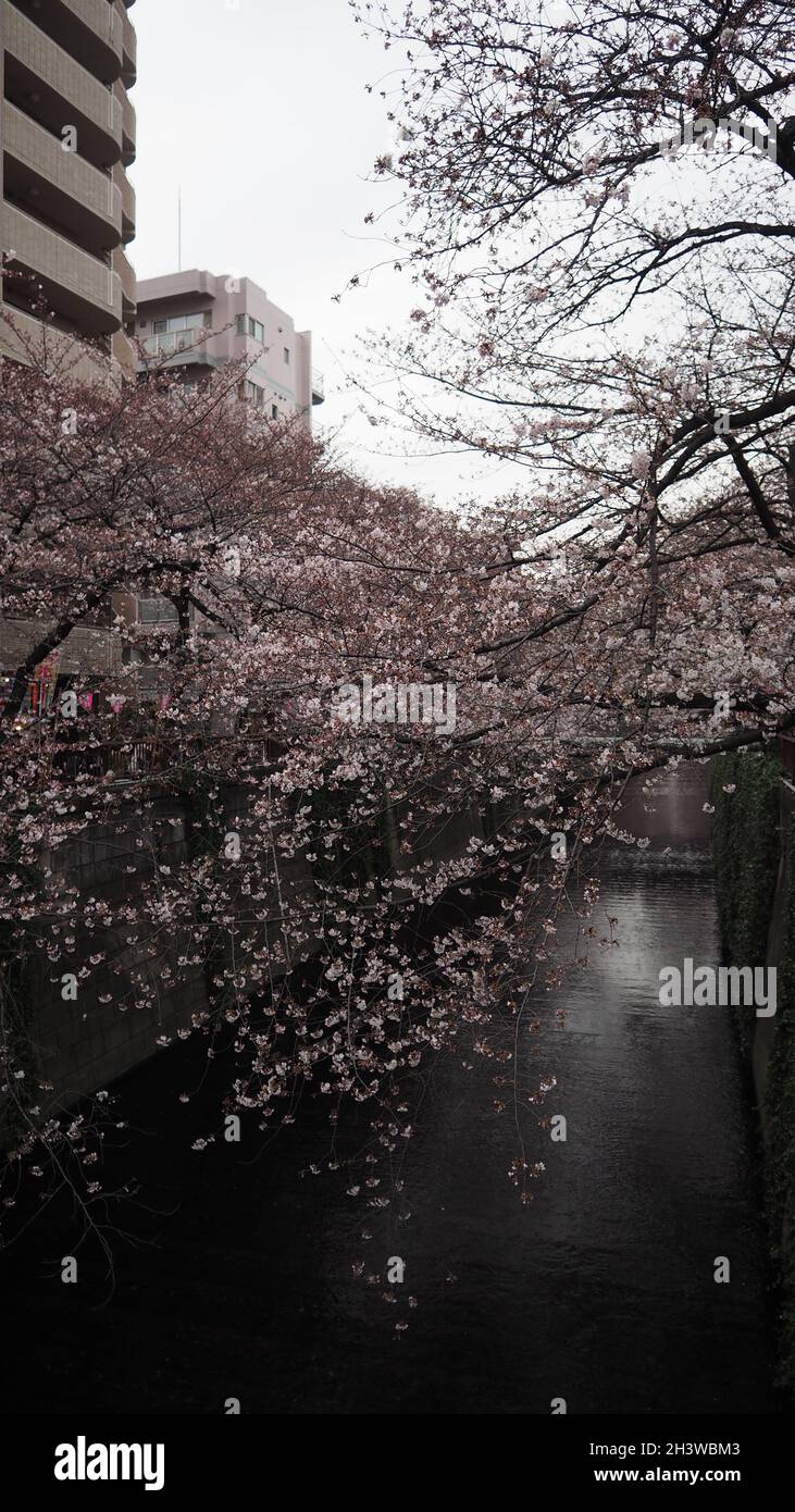 Fleurs de cerisier blanc.Les arbres Sakura fleurissent à Meguro Ward ...