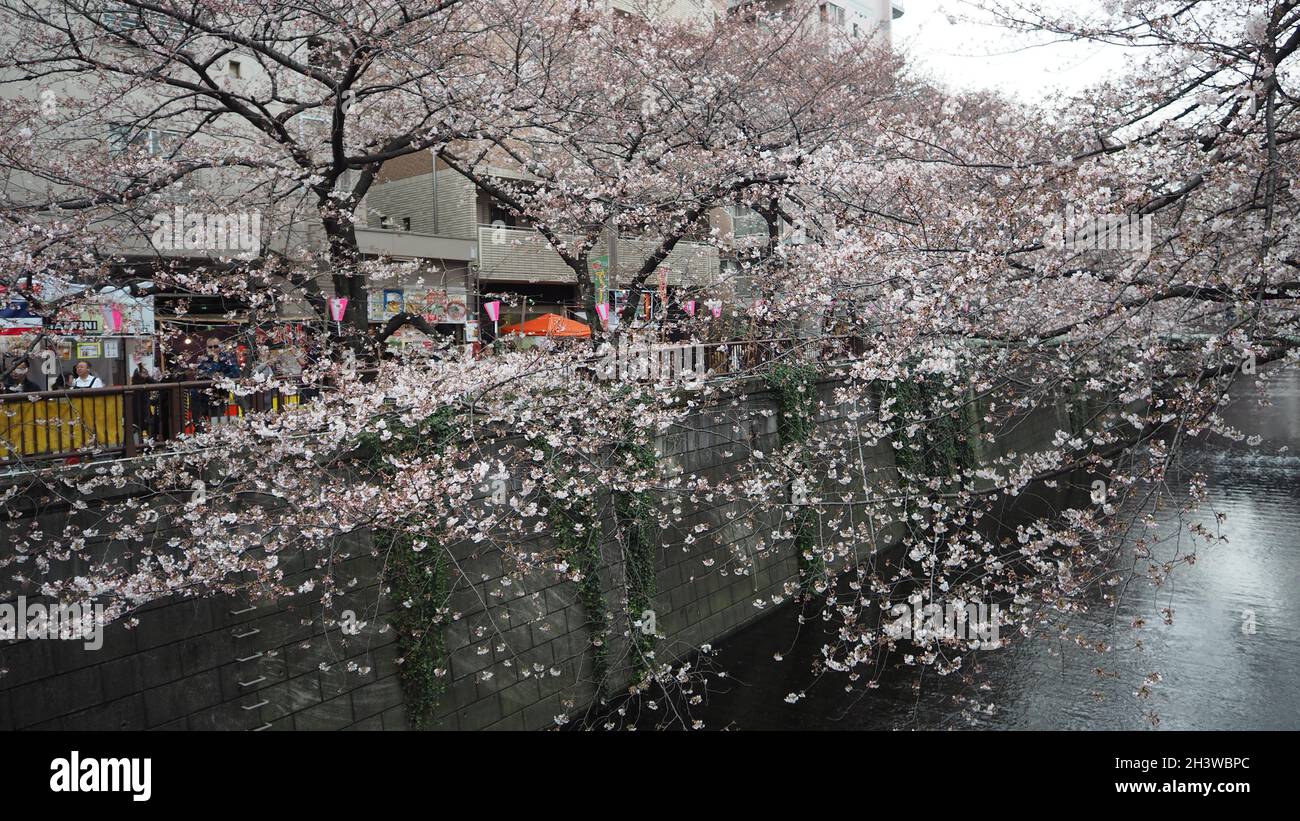 Fleurs de cerisier blanc.Les arbres Sakura fleurissent à Meguro Ward ...