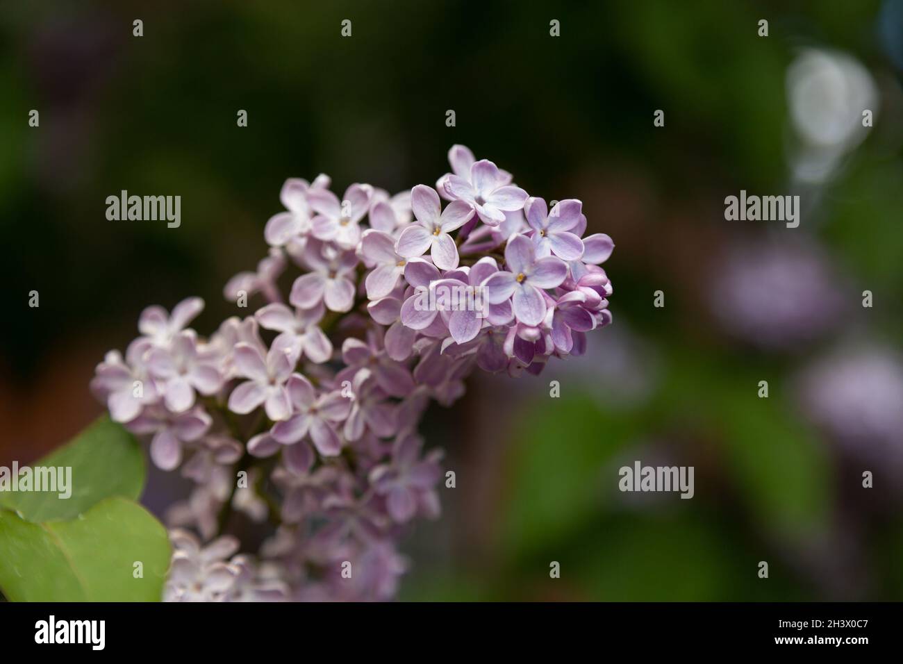 Parcs lilas Banque de photographies et d’images à haute résolution - Alamy