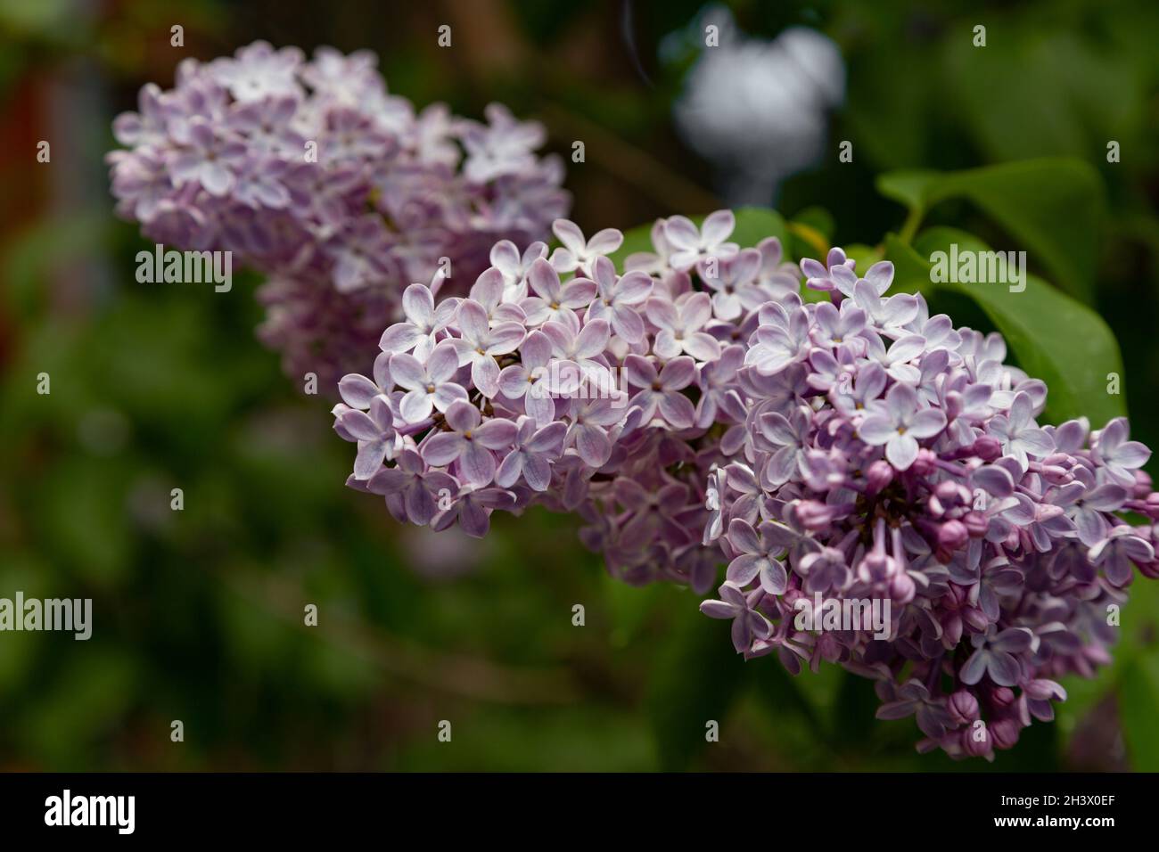Parcs lilas Banque de photographies et d’images à haute résolution - Alamy