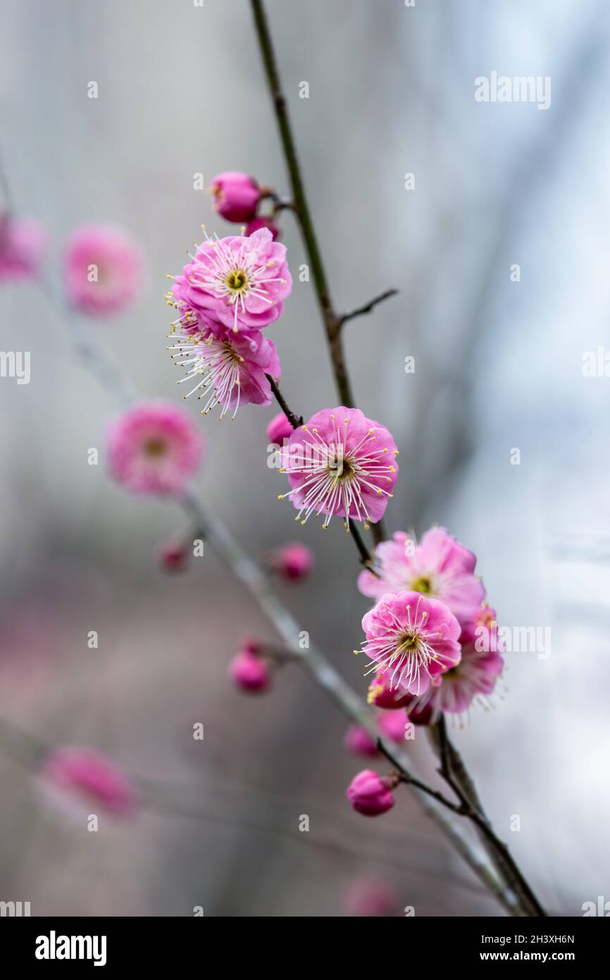 Prunier en fleurs Banque de photographies et d’images à haute ...