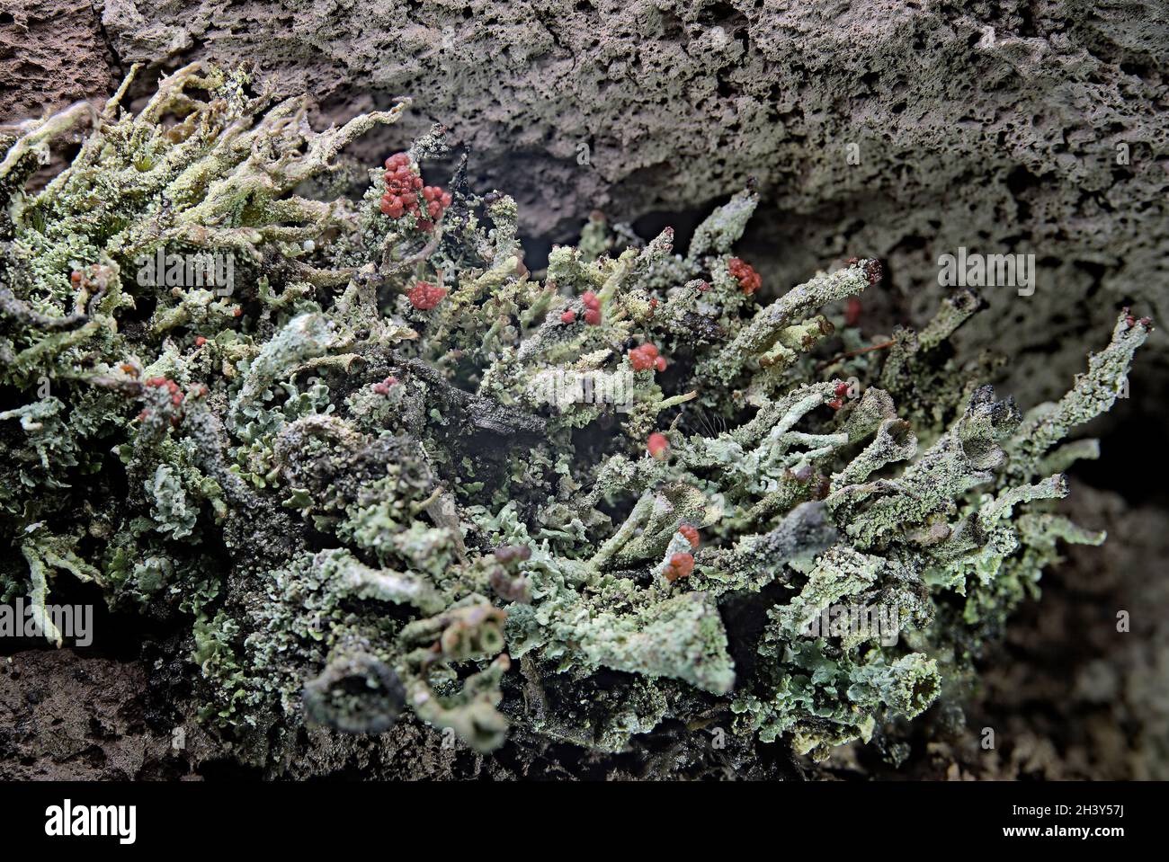 Mousse et lichen Banque de photographies et d’images à haute résolution ...