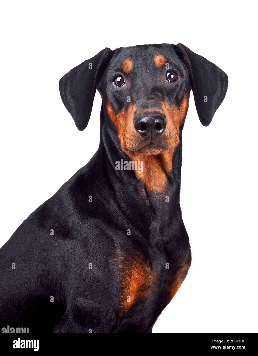 Chiot dobermann Banque de photographies et d’images à haute résolution ...