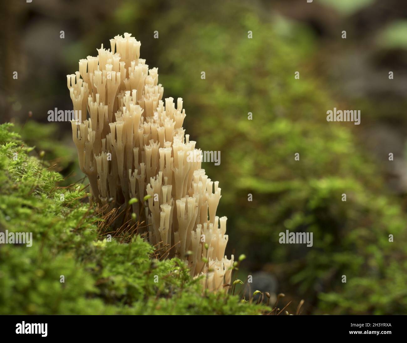 Champignons rares Banque de photographies et d’images à haute ...