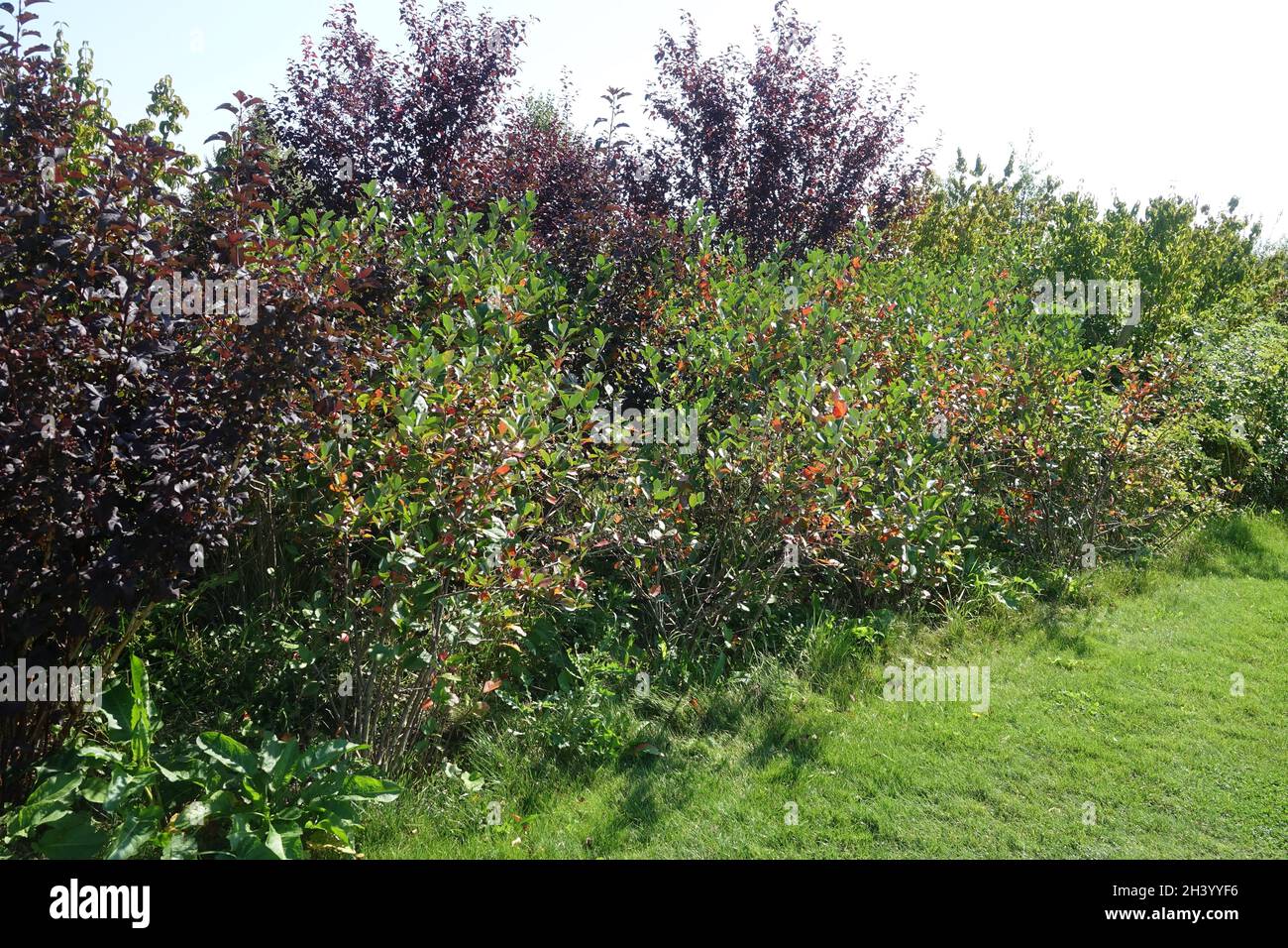 Aronia melanocarpa Banque de photographies et d’images à haute ...