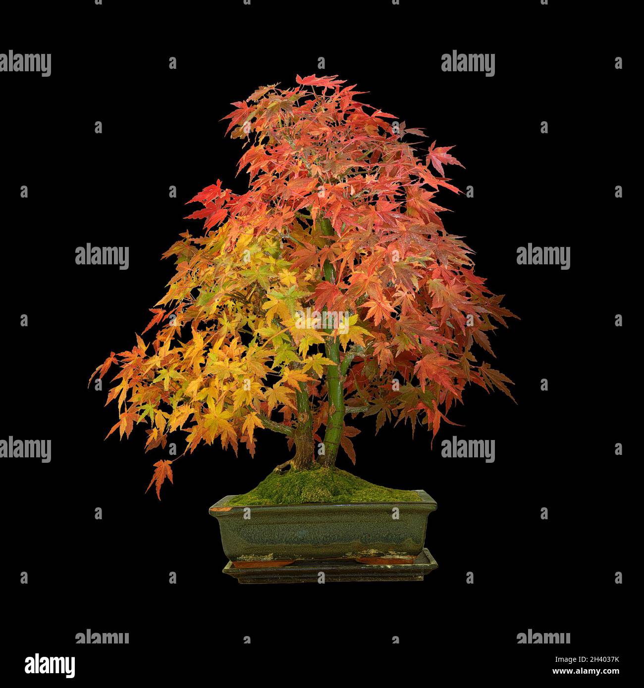 Japanese maple acer palmatum bonsai Banque de photographies et d’images ...