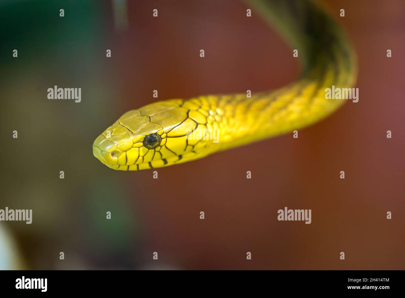 Serpent mamba vert Banque de photographies et d’images à haute ...