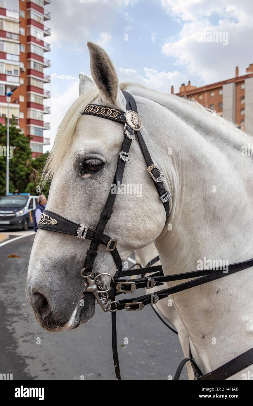 Andalusian horse head stallion Banque de photographies et d’images à ...