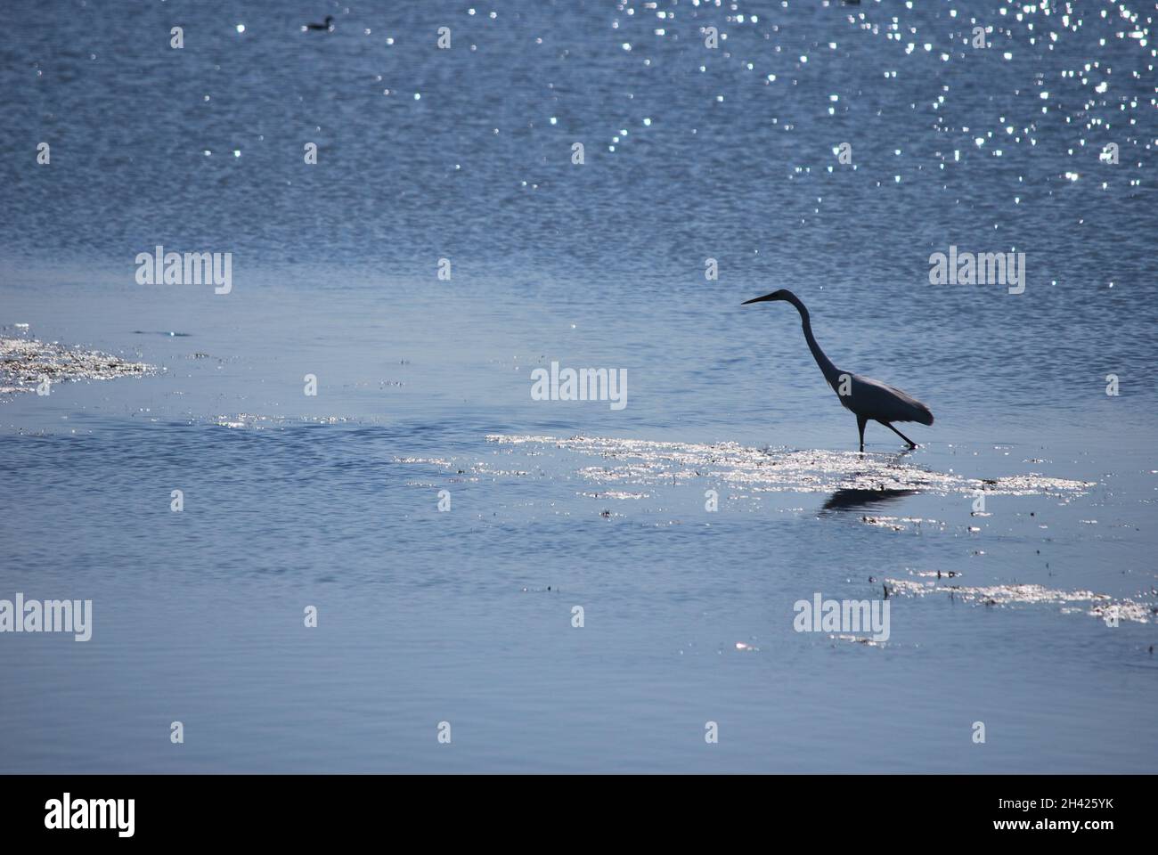 Rhone delta Banque de photographies et d’images à haute résolution - Alamy
