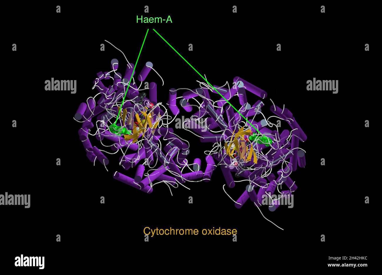 Cytochrome oxydase Banque de photographies et d’images à haute ...