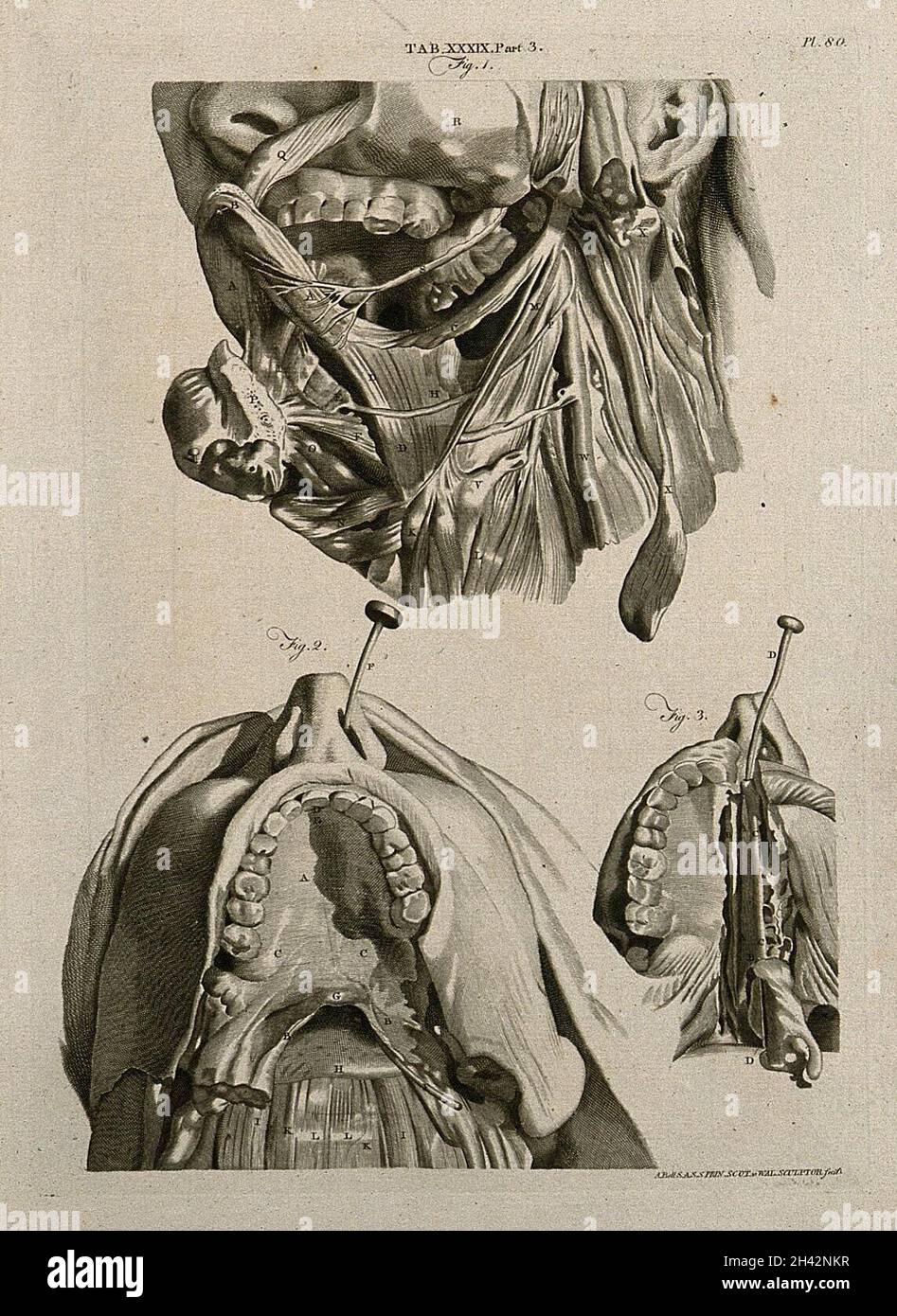 Les muscles de la gorge Banque de photographies et d’images à haute ...