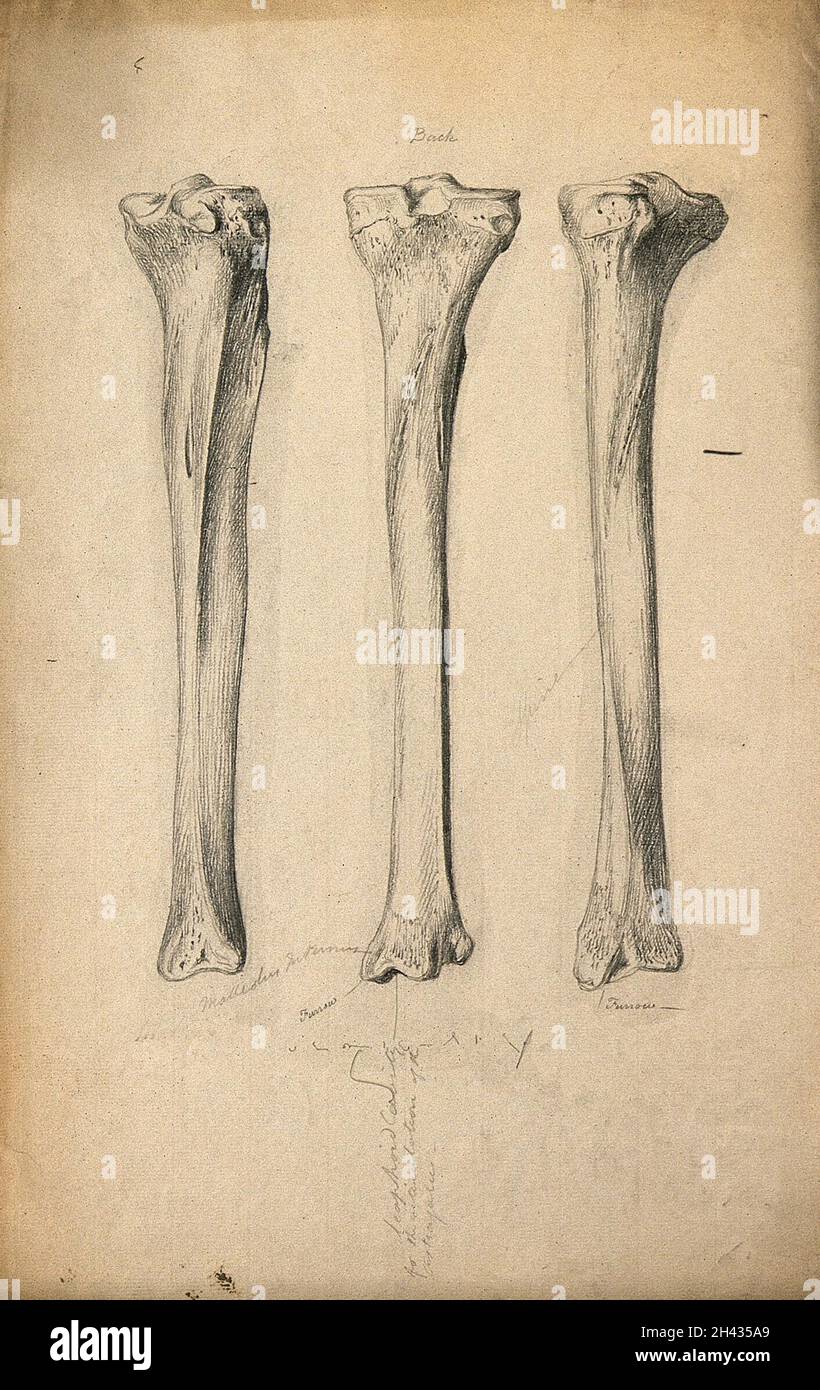 Tibia drawing Banque de photographies et d’images à haute résolution ...