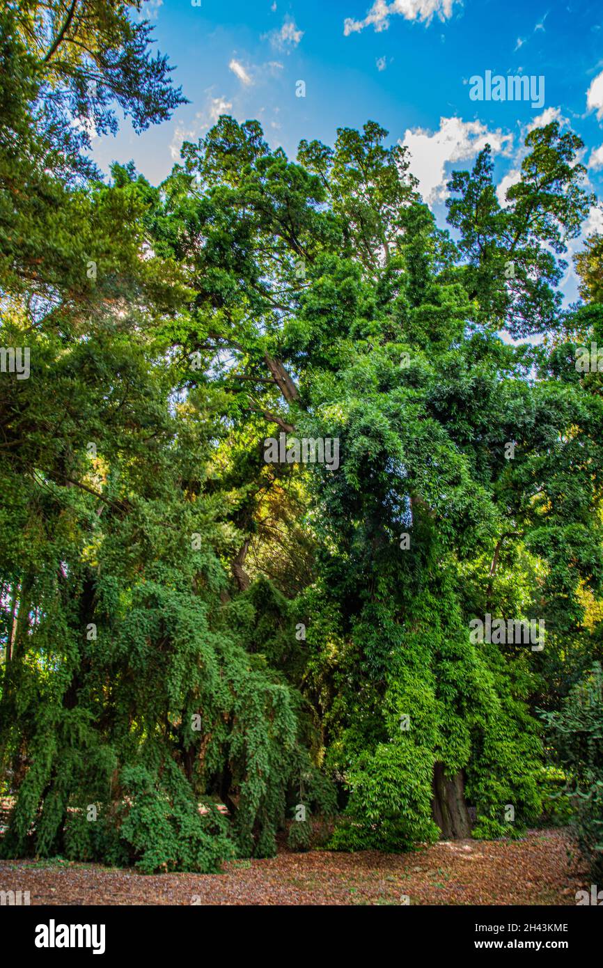 Fontaine jardin villa borghese rome Banque de photographies et d’images ...
