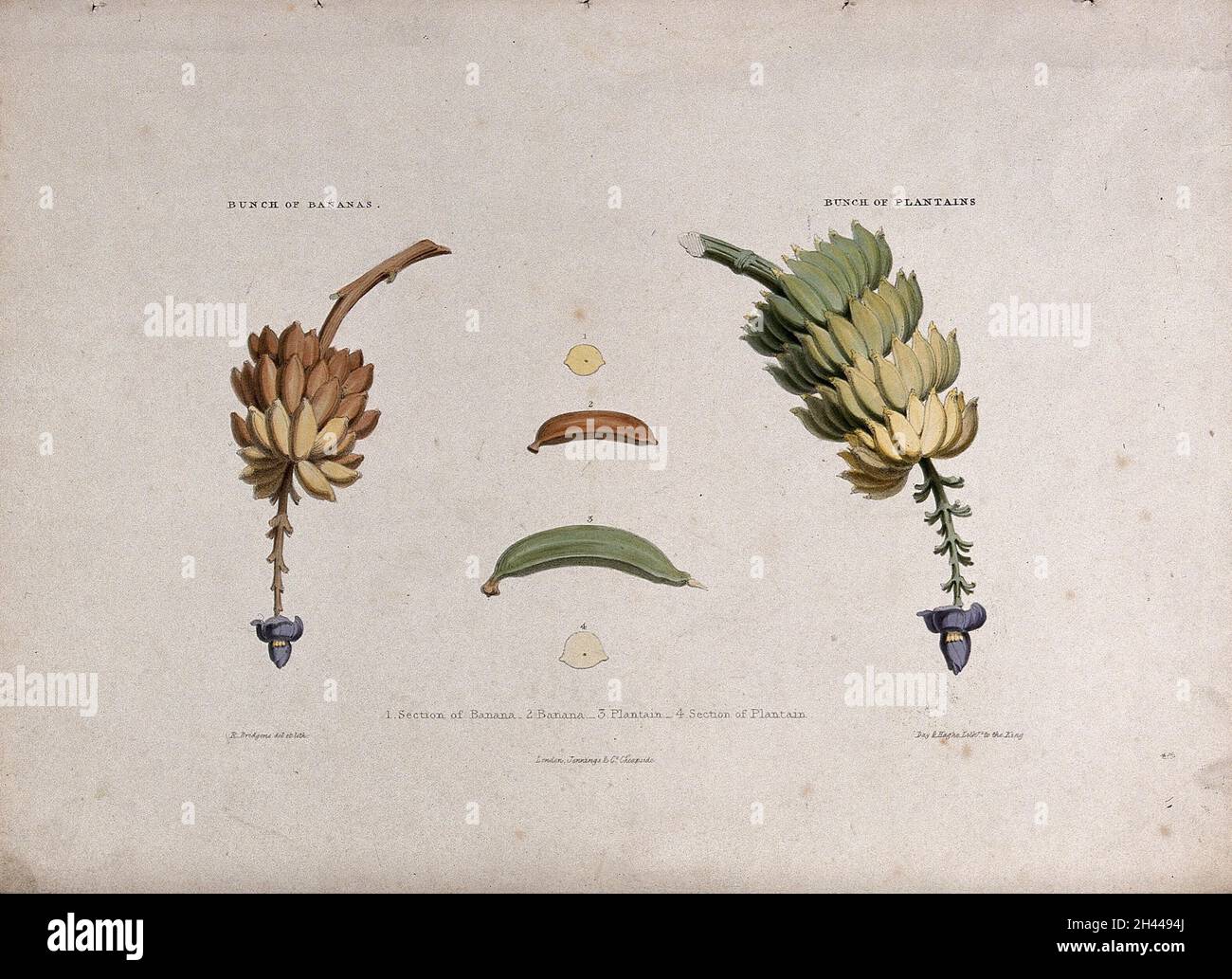 Une bande de banane (Musa spp.) et un tas de plantains (Musa x ...