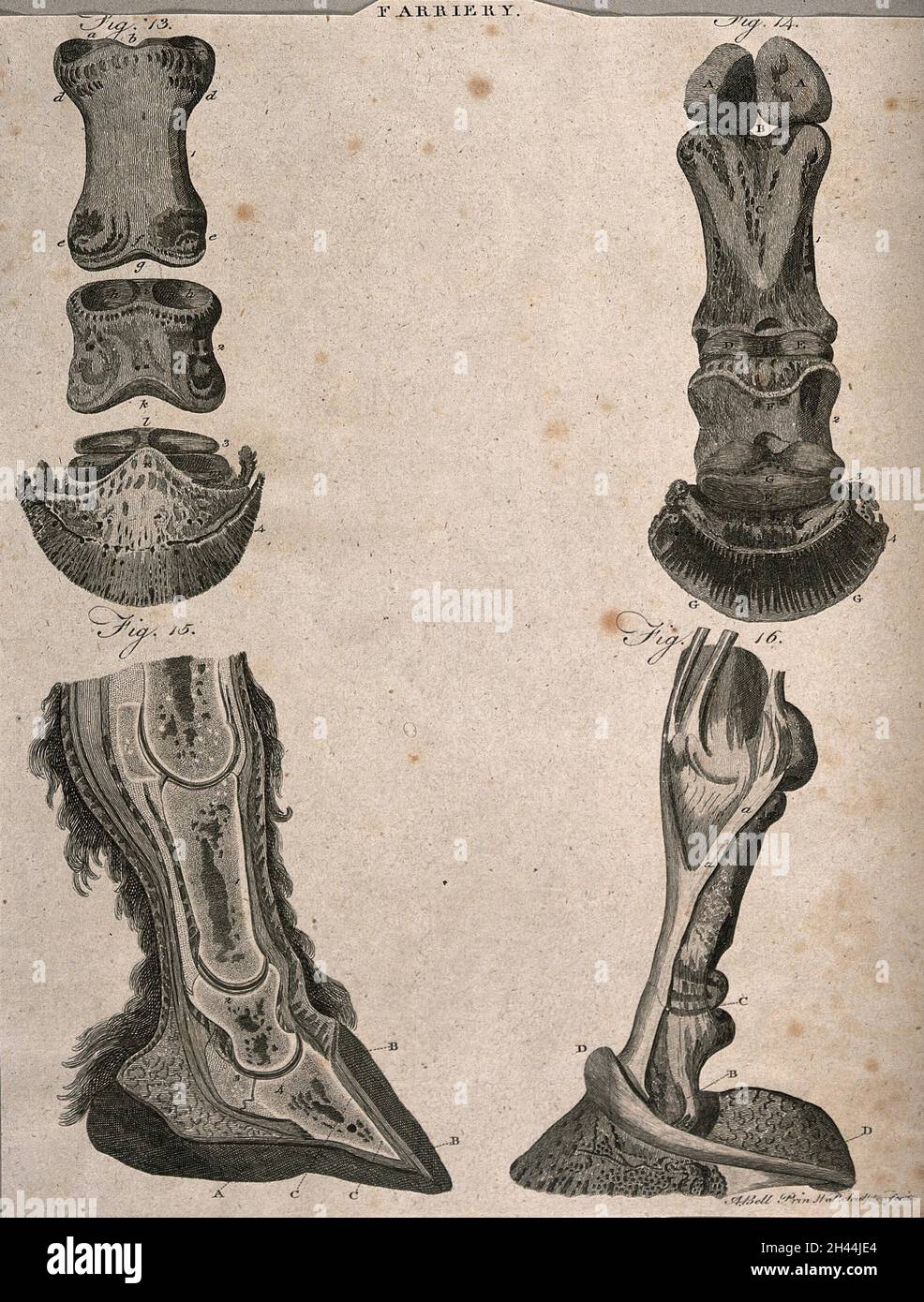 Sabots de chevaux : quatre dissection montrant l'anatomie de la ...