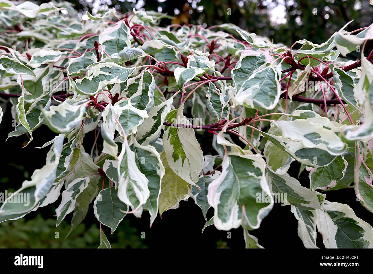 Cornus controversa variegata Banque de photographies et d’images à ...