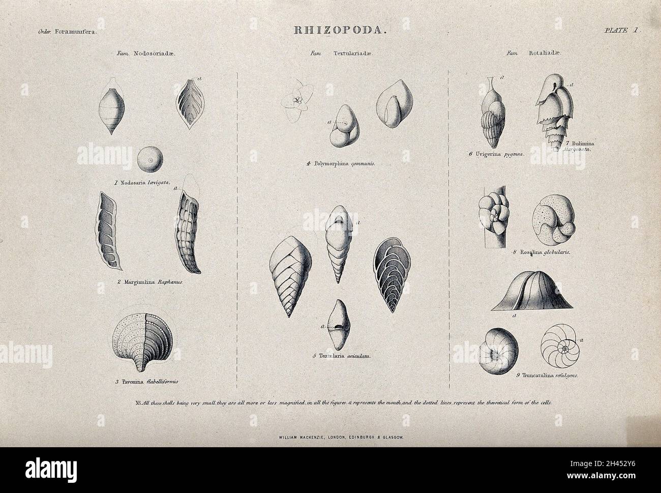 Une variété de rhizopodes, dont certaines coupes transversales.Bloc de ...