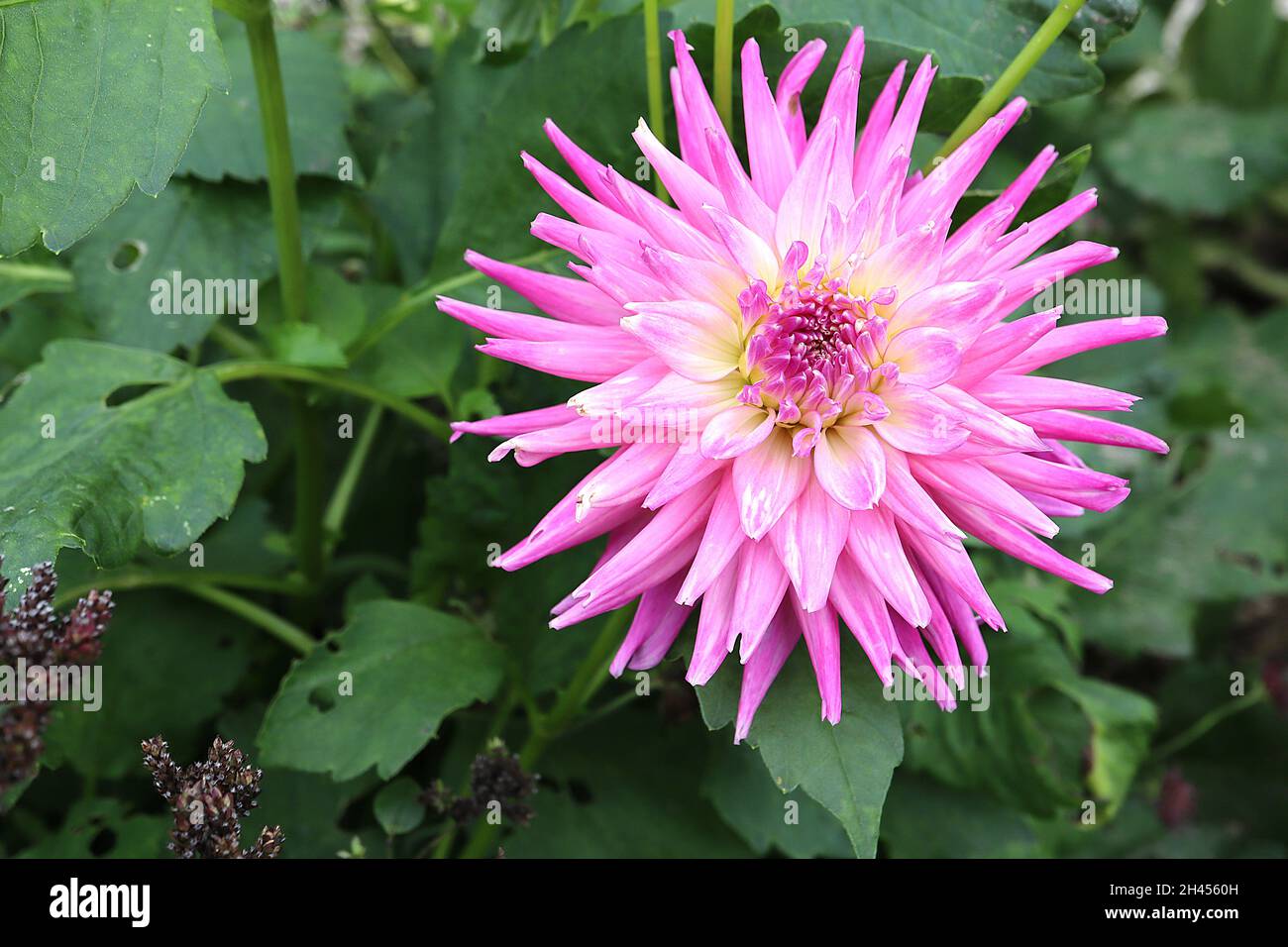 Pétales aux pointes vertes Banque de photographies et d’images à haute ...