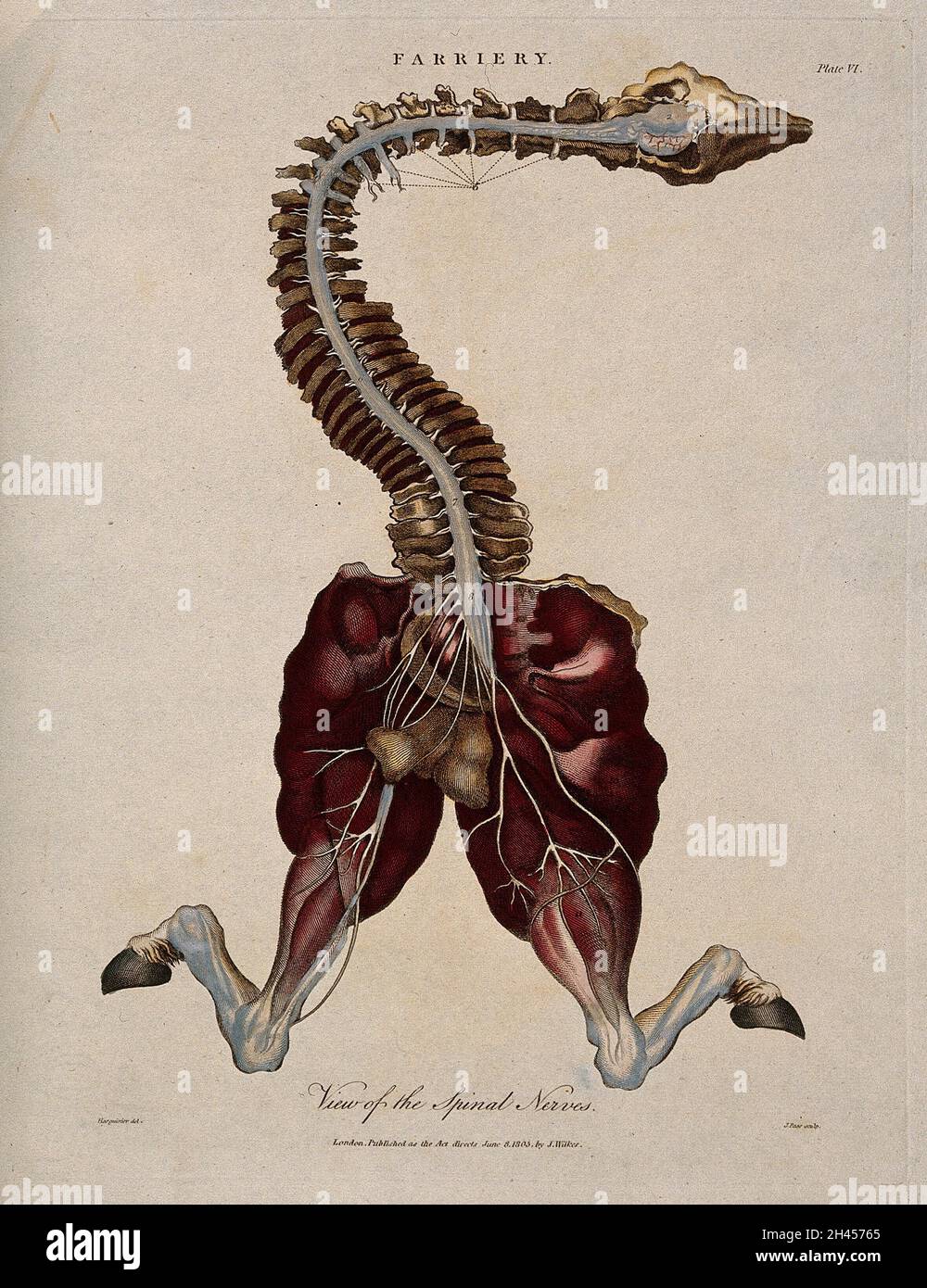 Dissection d'un cheval, montrant la colonne vertébrale, la tête et les ...