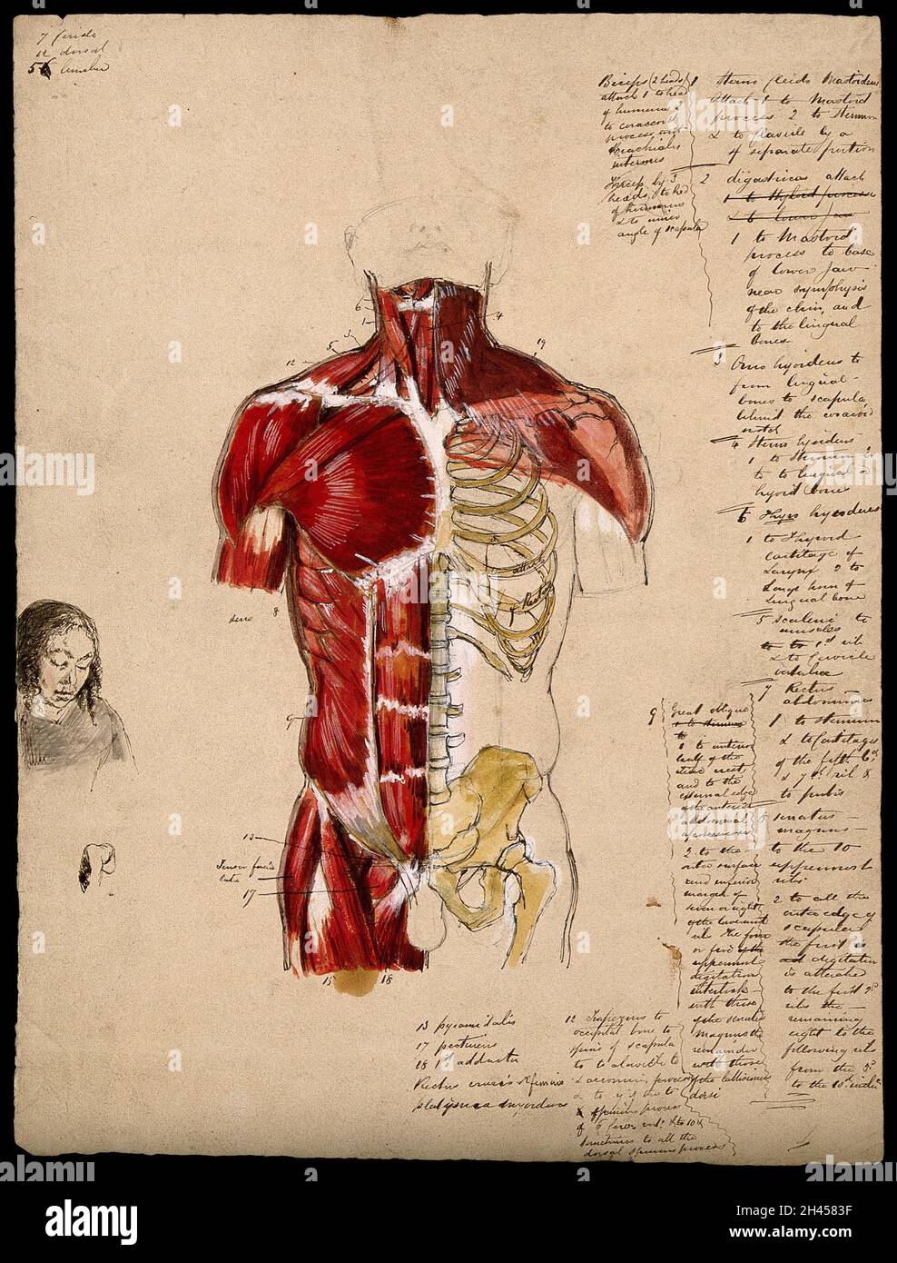Dissection du tronc : vue de face, montrant les os et les muscles, avec ...