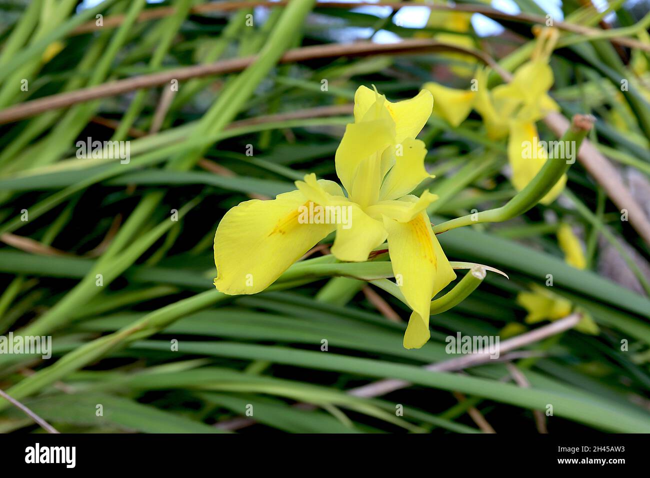 Moraea reticulata goldblatt Banque de photographies et d’images à haute ...