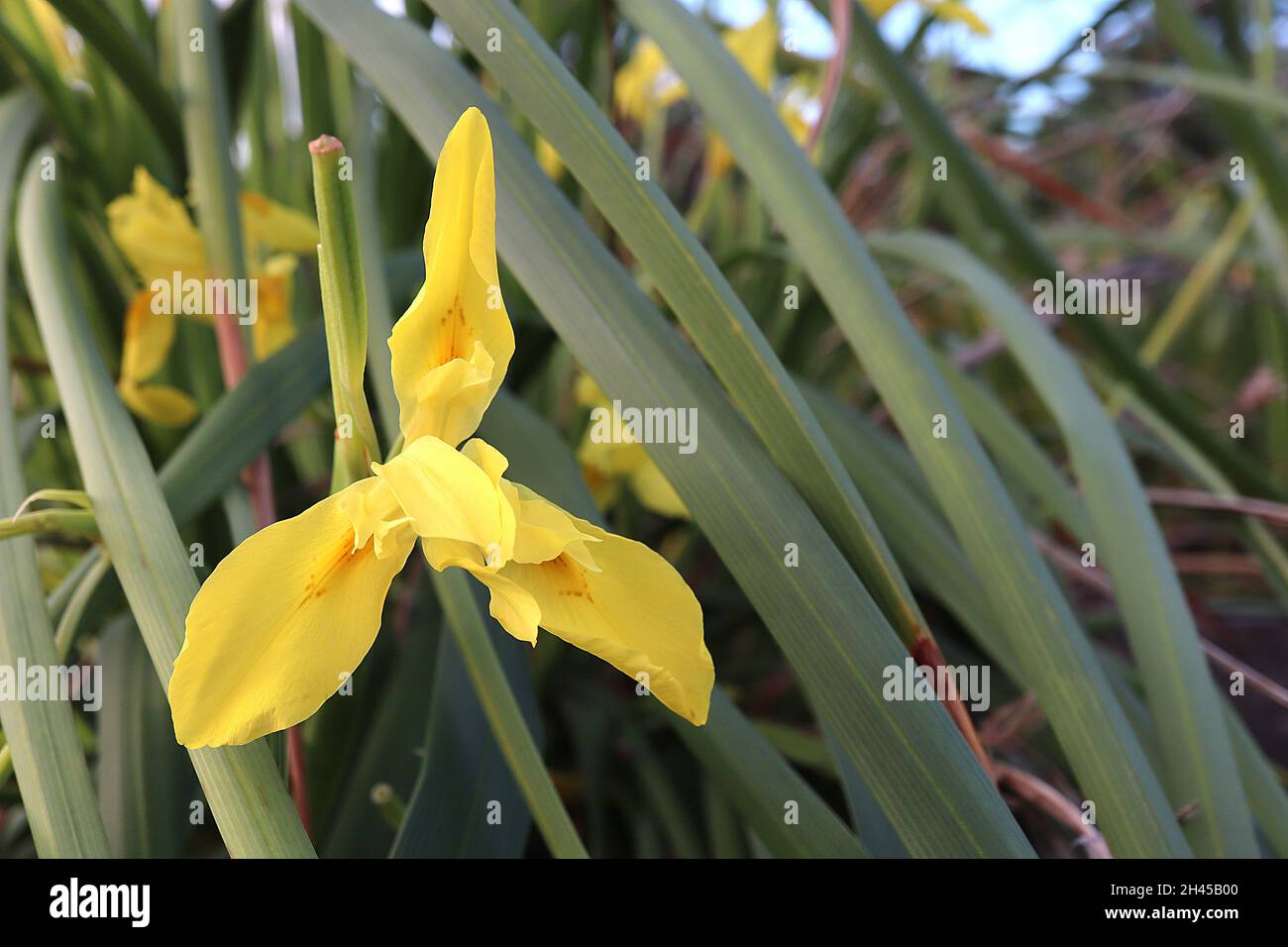 Moraea reticulata goldblatt Banque de photographies et d’images à haute ...