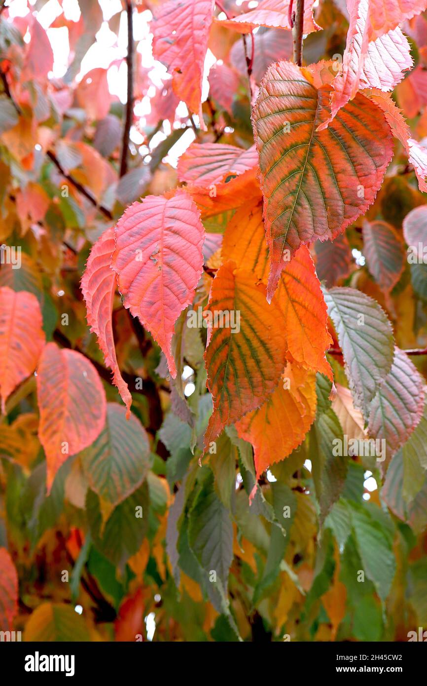 Prunus serrulata cerisier à fleurs japonais – couleurs des feuilles d ...